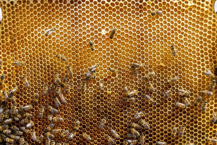 Honeycomb from bee hive filled with golden honey