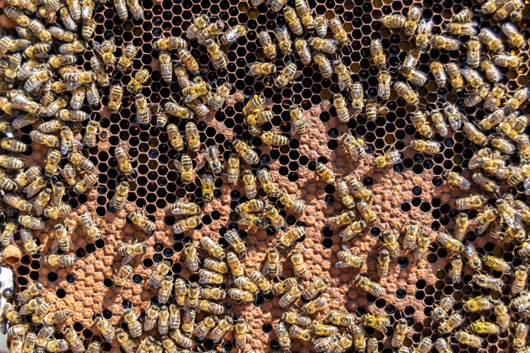Honeycomb from bee hive filled with golden honey