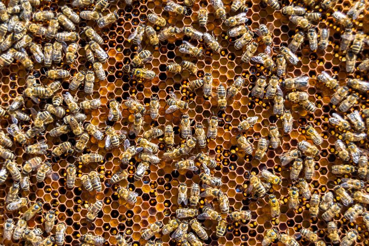 Honeycomb from bee hive filled with golden honey