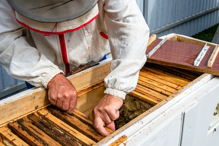 Winged bee slowly flies to beekeeper collect nectar