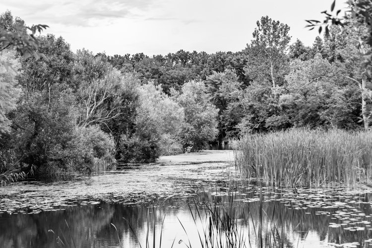 Grass swamp reed growing on shore reservoir in countryside