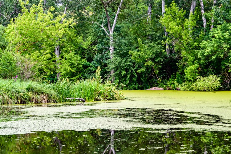 Grass swamp reed growing on shore reservoir in countryside