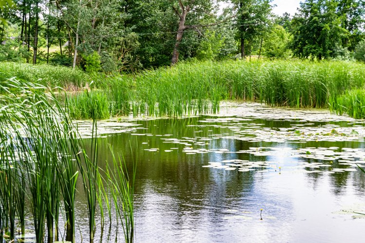 Grass swamp reed growing on shore reservoir in countryside
