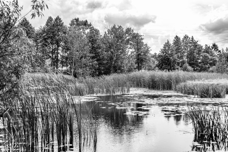 Grass swamp reed growing on shore reservoir in countryside