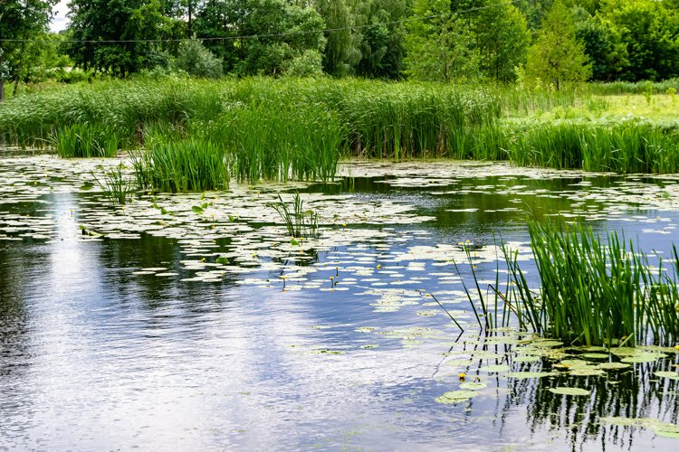 Grass swamp reed growing on shore reservoir in countryside