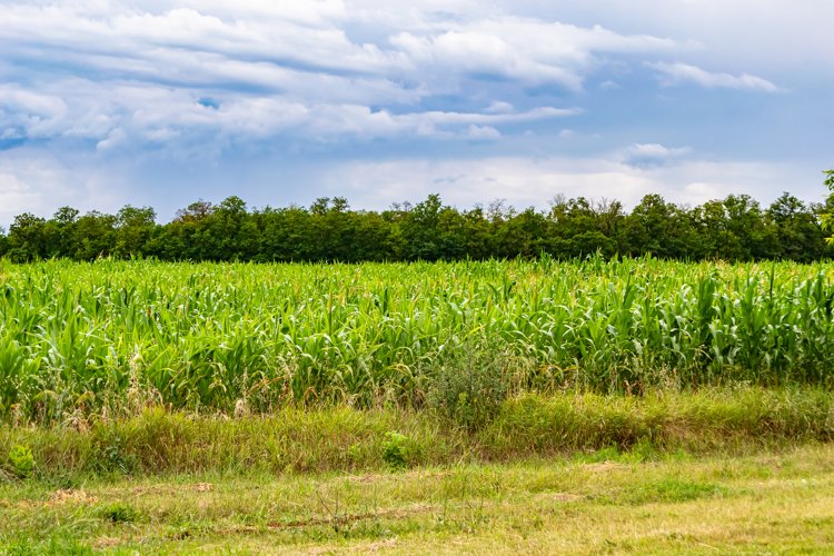 Photography on theme big corn farm field for organic harvest