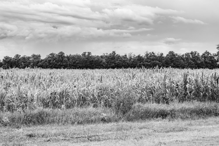 Photography on theme big corn farm field for organic harvest