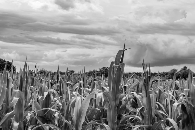 Photography on theme big corn farm field for organic harvest