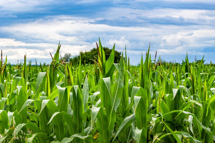 Photography on theme big corn farm field for organic harvest