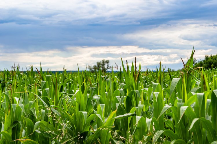 Photography on theme big corn farm field for organic harvest