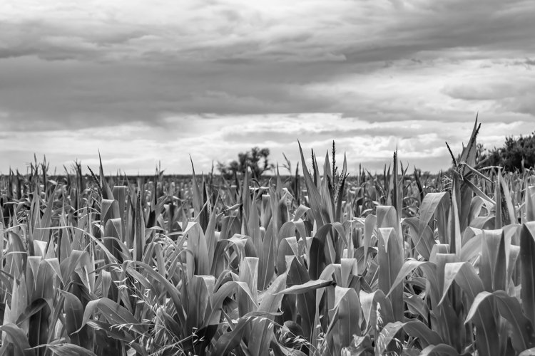 Photography on theme big corn farm field for organic harvest
