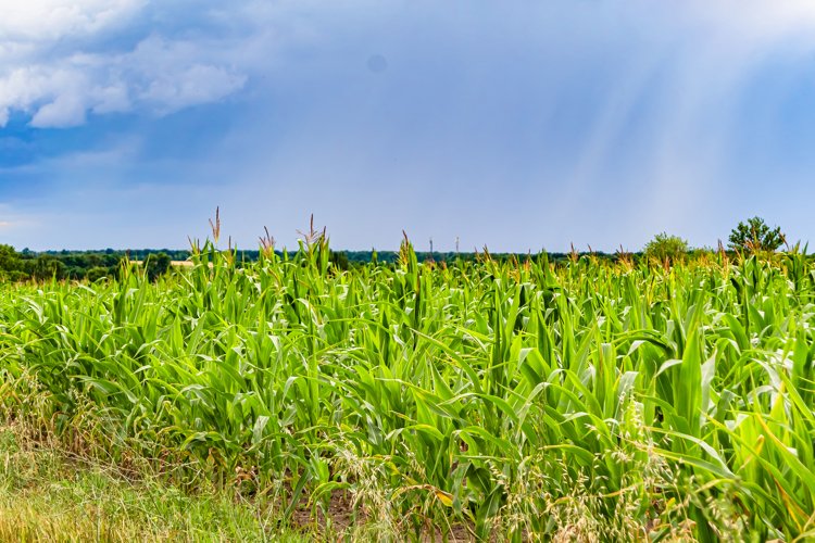 Photography on theme big corn farm field for organic harvest