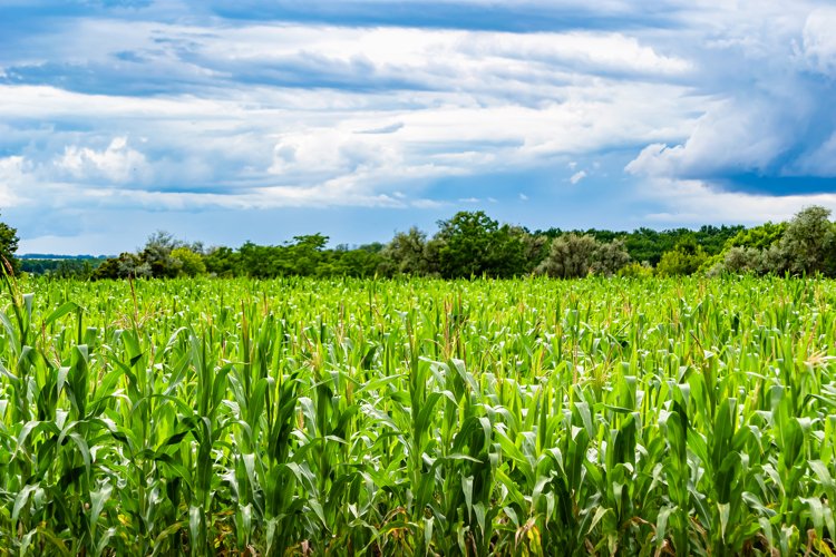 Photography on theme big corn farm field for organic harvest