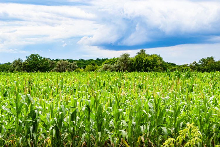 Photography on theme big corn farm field for organic harvest