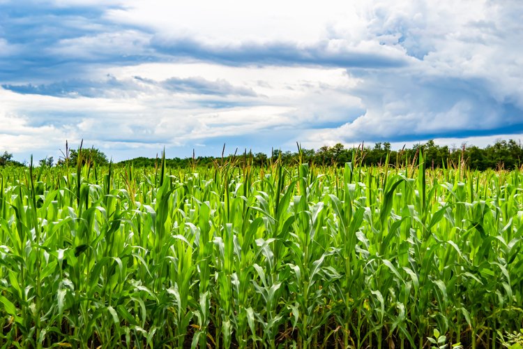 Photography on theme big corn farm field for organic harvest