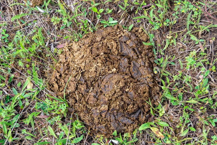 Fresh cow dung lies on manure animal farm