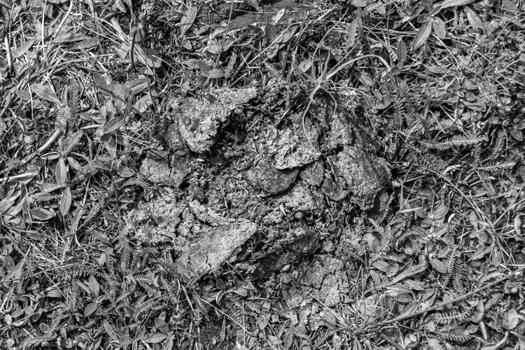Fresh cow dung lies on manure animal farm