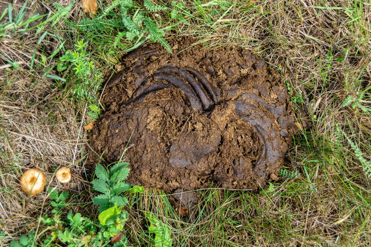 Fresh cow dung lies on manure animal farm