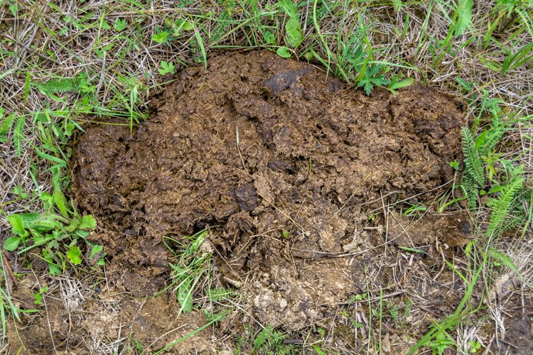 Fresh cow dung lies on manure animal farm