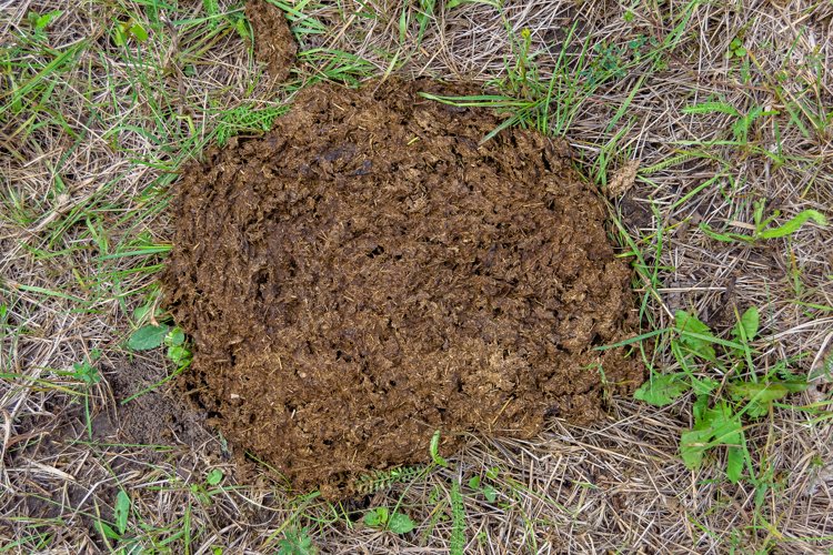 Fresh cow dung lies on manure animal farm