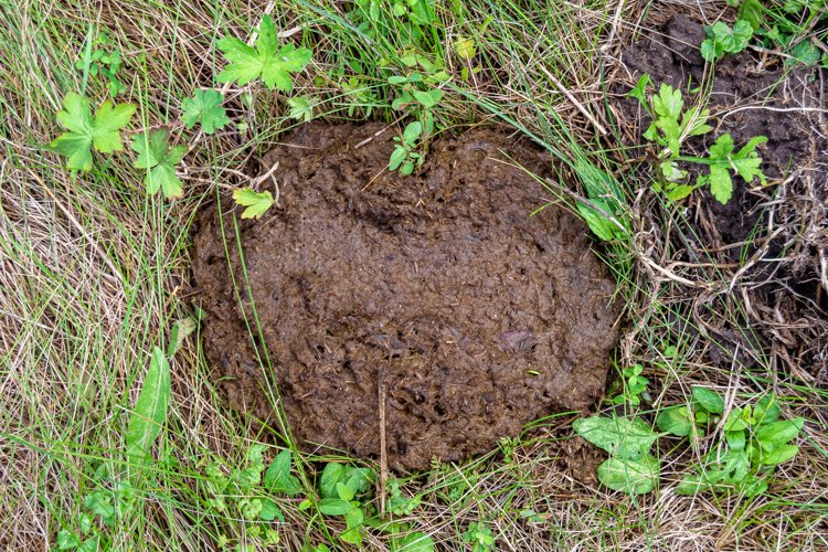 Fresh cow dung lies on manure animal farm