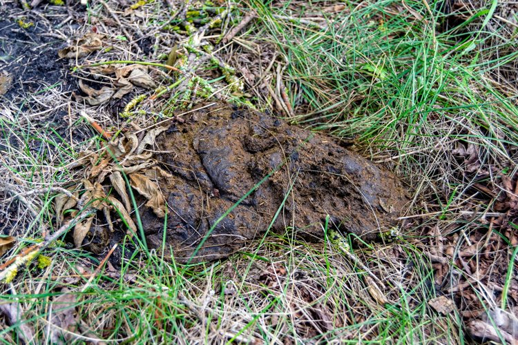 Fresh cow dung lies on manure animal farm