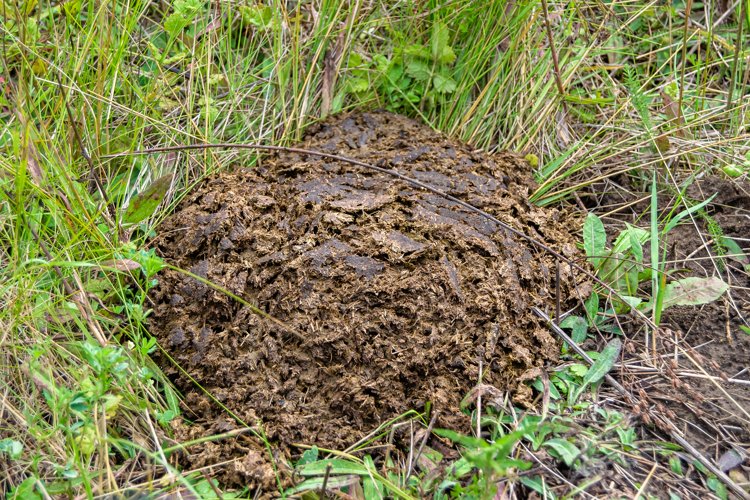 Fresh cow dung lies on manure animal farm