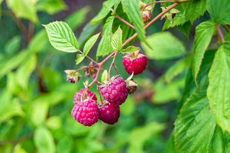 Beautiful berry branch raspberry bush with natural leaves