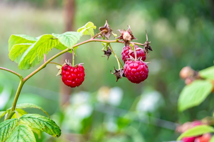 Beautiful berry branch raspberry bush with natural leaves