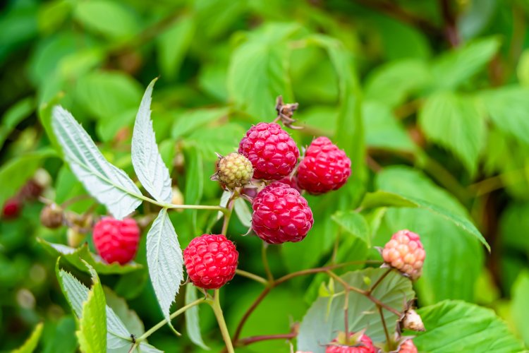 Beautiful berry branch raspberry bush with natural leaves