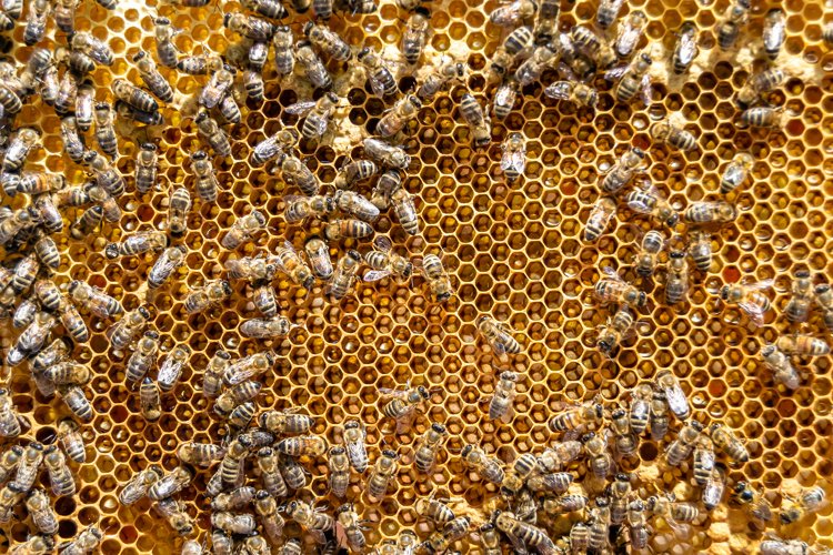 Honeycomb from bee hive filled with golden honey