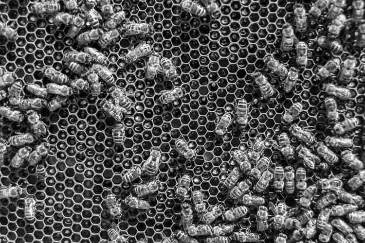 Honeycomb from bee hive filled with golden honey
