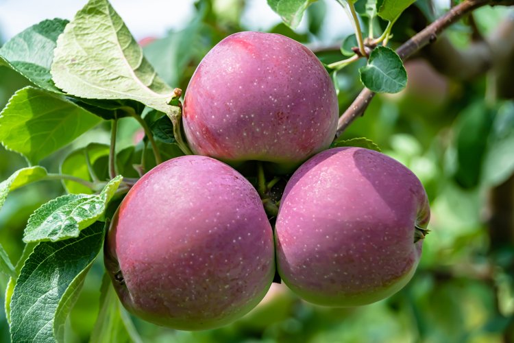Beautiful fruit branch apple tree with natural leaves