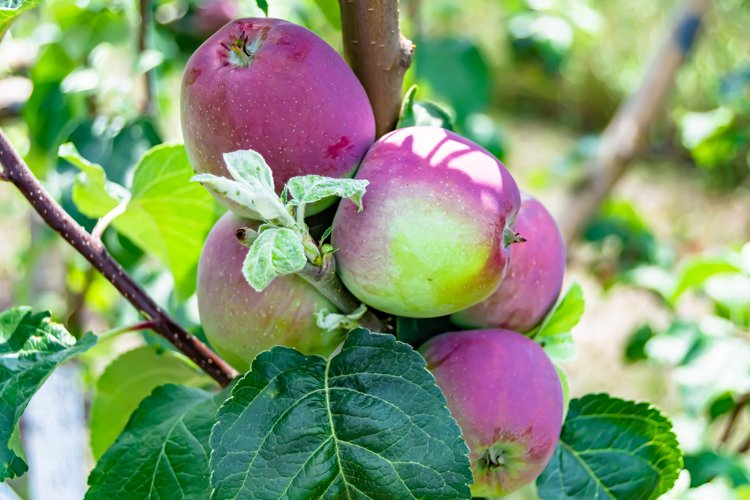 Beautiful fruit branch apple tree with natural leaves