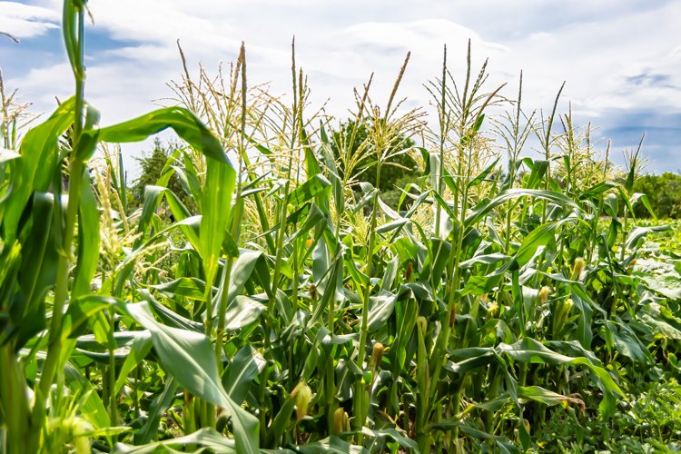 Photography to theme beautiful harvest corn on maize field