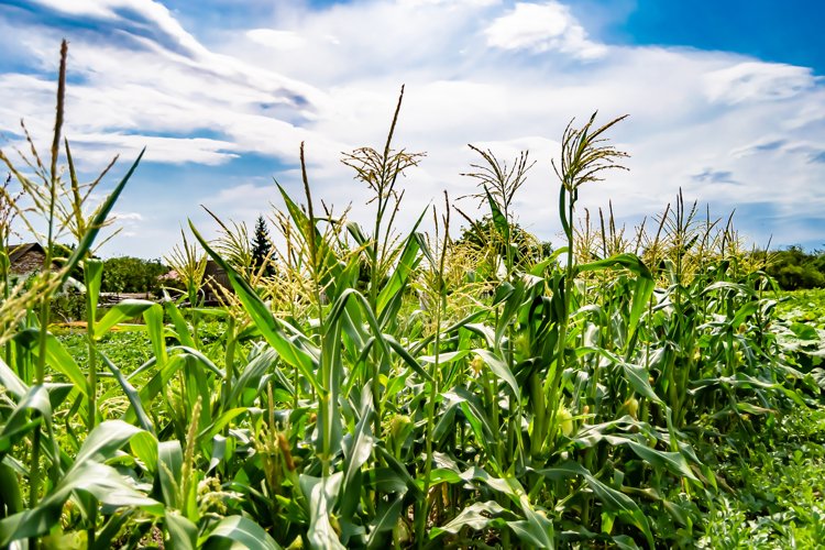 Photography to theme beautiful harvest corn on maize field