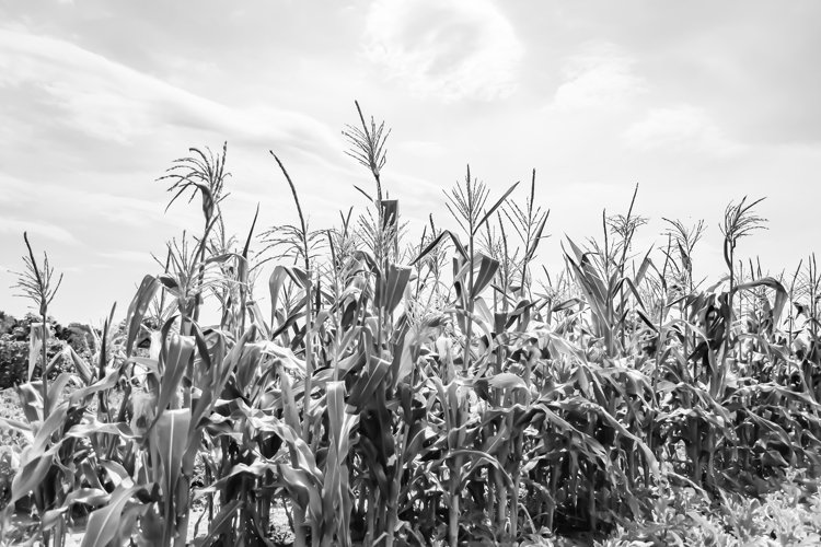 Photography to theme beautiful harvest corn on maize field