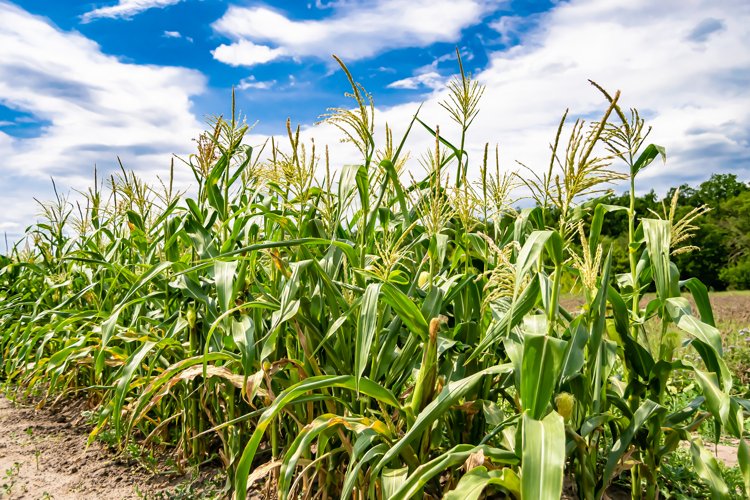 Photography to theme beautiful harvest corn on maize field