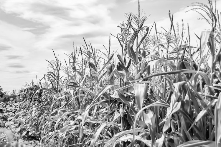 Photography to theme beautiful harvest corn on maize field