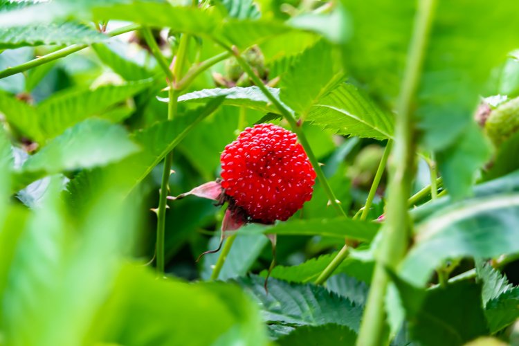 Berry branch japanese strawberry bush with natural leaves