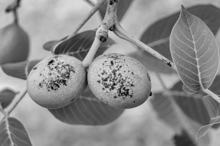 Beautiful nut branch walnut tree with natural leaves