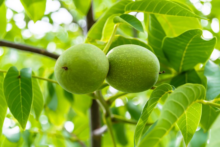 Beautiful nut branch walnut tree with natural leaves