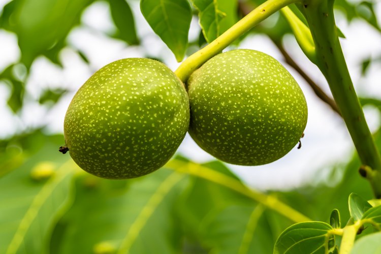 Beautiful nut branch walnut tree with natural leaves