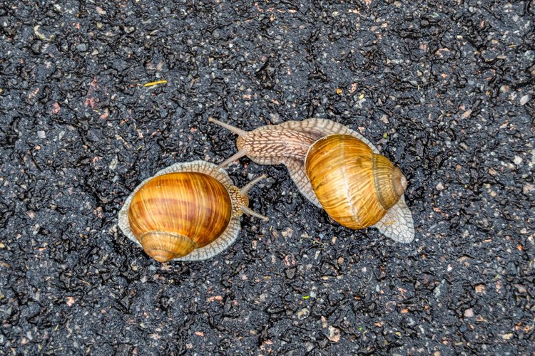 Big garden snail in shell crawling on wet road hurry home
