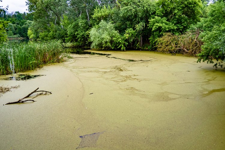Grass swamp reed growing on shore reservoir in countryside