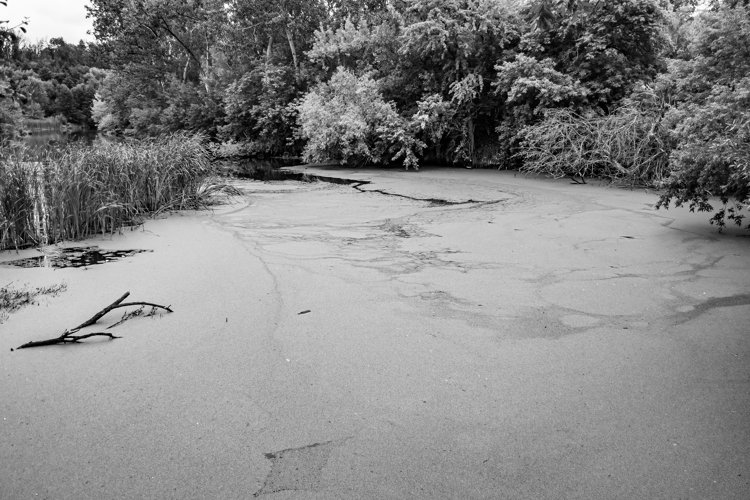 Grass swamp reed growing on shore reservoir in countryside