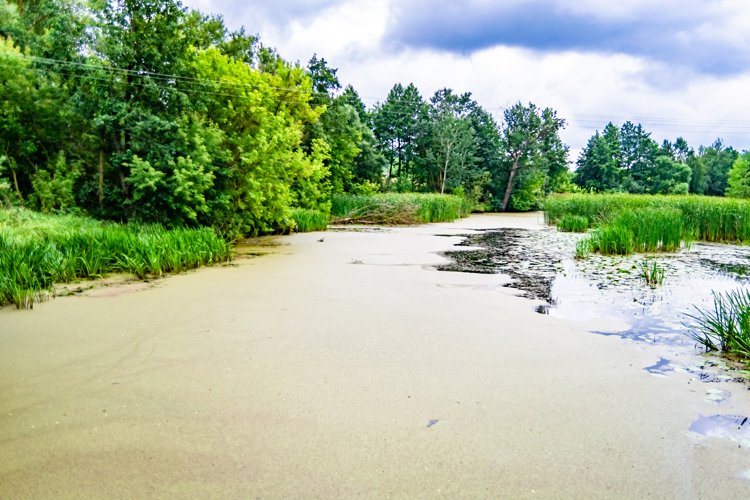 Grass swamp reed growing on shore reservoir in countryside