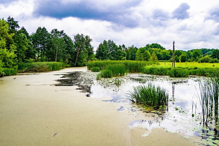 Grass swamp reed growing on shore reservoir in countryside