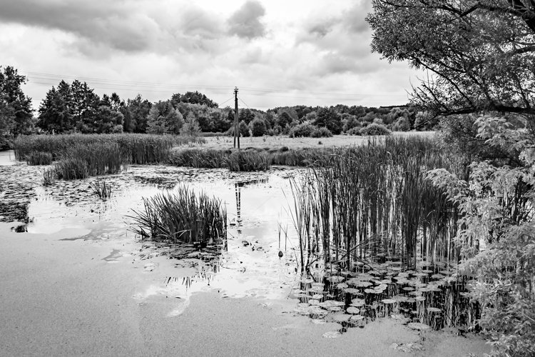 Grass swamp reed growing on shore reservoir in countryside