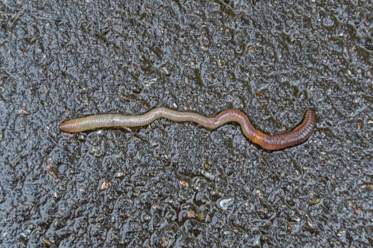 Earthworm it live bait for fishing isolated on background